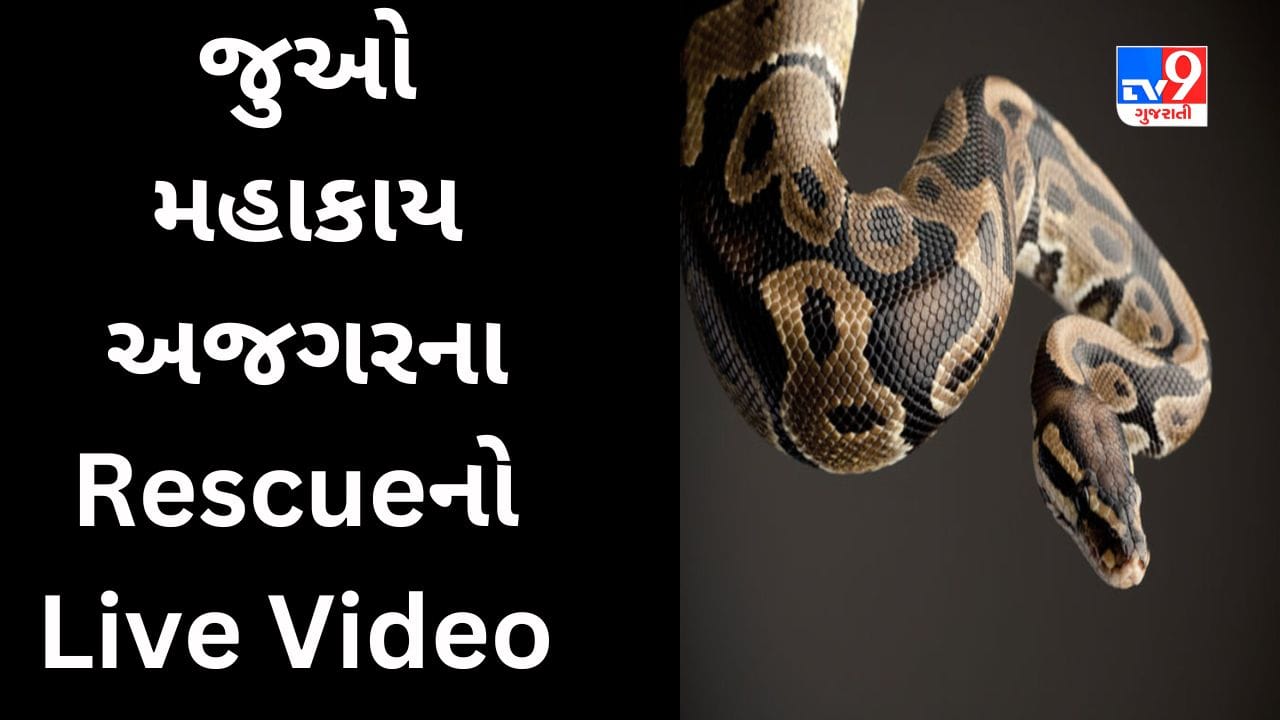 Bharuchમાં 7 ફુટ લાંબો અજગર નજરે પડ્યો, મહાકાય સરિસૃપના Rescueનો જુઓ Live Video - Gujarati News ...