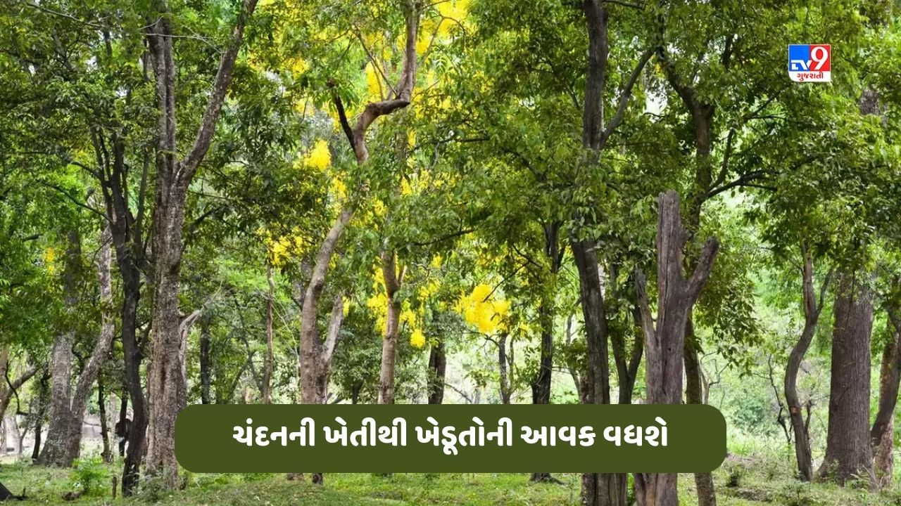 Sandalwood Farming: ચંદનના વૃક્ષો ઓછા સમયમાં થશે તૈયાર, કૃષિ ...