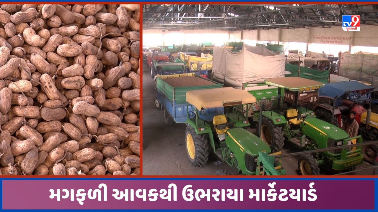 Sabarkantha Video: સાબરકાંઠાના માર્કેટયાર્ડમાં મગફળીની આવક વધી, સારા ભાવ મળતા દિવાળી સારી થવાની ...
