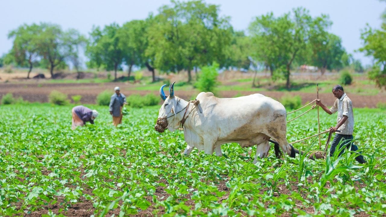 કૃષિ સલાહ: ખેડૂતોએ જુદા-જુદા પાકમાં આ બાબતોનું રાખવું જોઈએ ધ્યાન, પાક ...