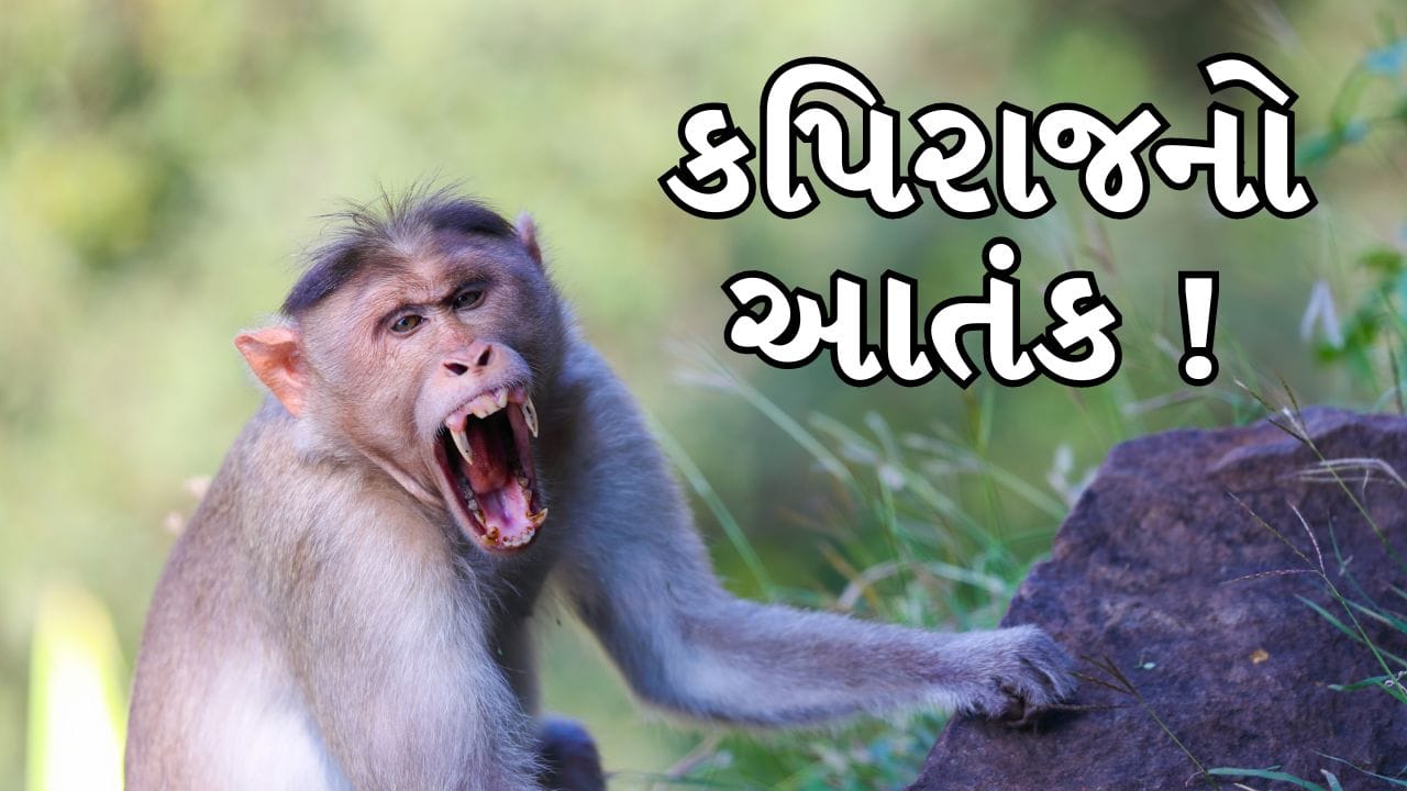 અમદાવાદ વીડિયો : સરખેજમાં કપિરાજના ટોળાએ મચાવ્યો આતંક, 30 લોકો પર ...