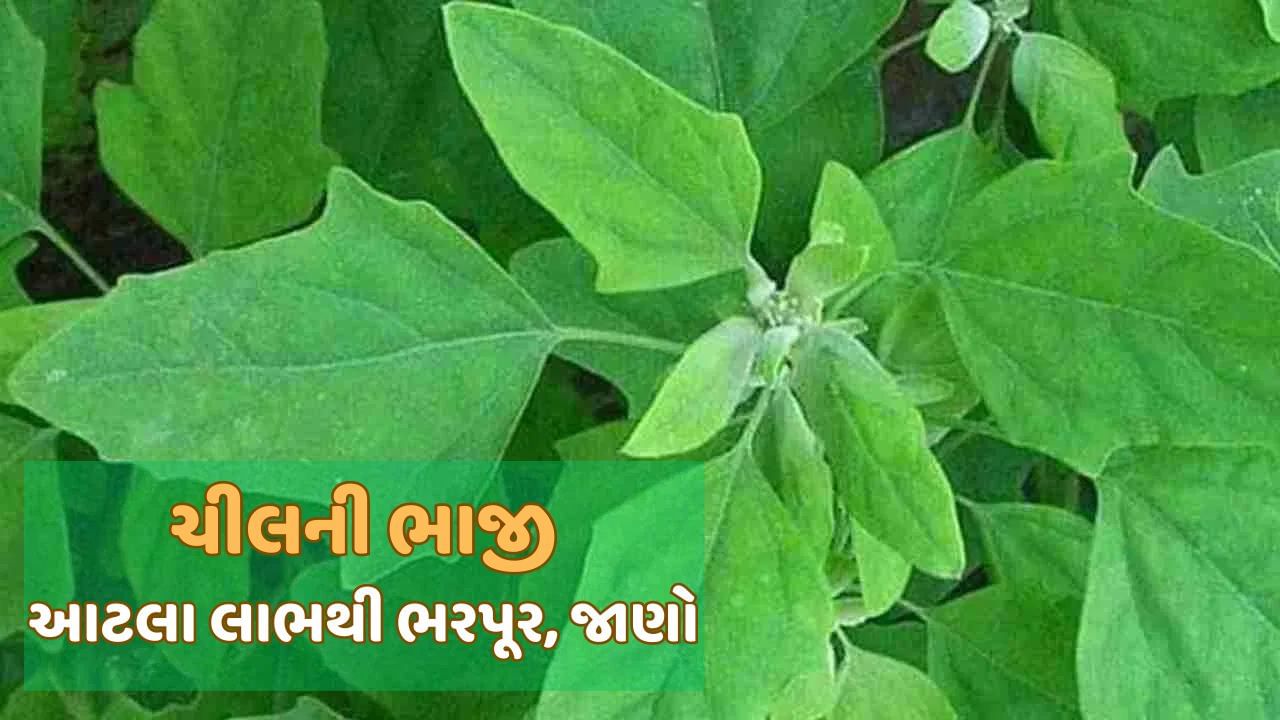 ખેતરમાં જોવા મળતી 'ચીલની ભાજી' ઉત્તમ ઔષધથી સહેજે કમ નથી, જાણો તેના ...