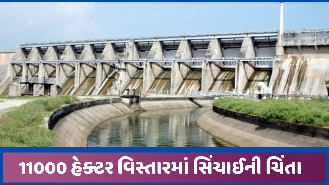 બનાસકાંઠાઃ દાંતીવાડા, પાલનપુર અને ગઢ વિસ્તારમાં રવિ સિઝન પર સંકટ, 11000 ...