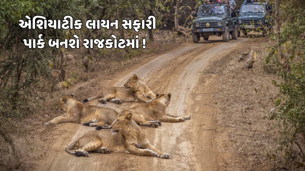 રાજકોટવાસીઓને સિંહદર્શન માટે નહીં જવુ પડે ગીર, RMC બનાવશે 33 હેક્ટરમાં ...