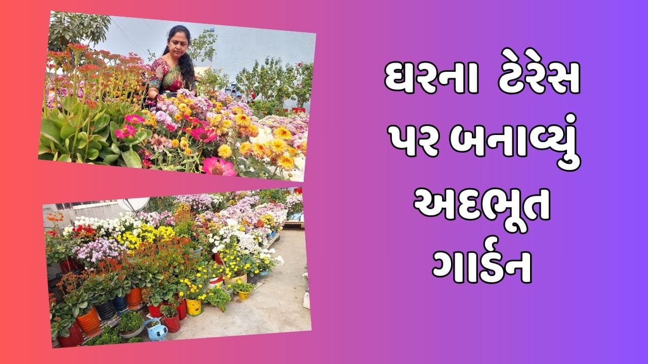 આ મહિલાએ ધાબા પર બનાવી દીધો ફ્લાવર શો, વેસ્ટ વસ્તુનો ઉપયોગ કરી બનાવ્યુ ...