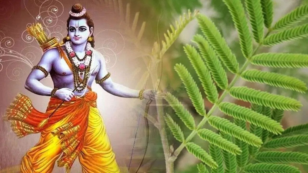 ભગવાન રામ કરતા હતા આ વૃક્ષની પૂજા, ઘરમાં લગાવવાથી આવશે સૌભાગ્ય! તમારી ...