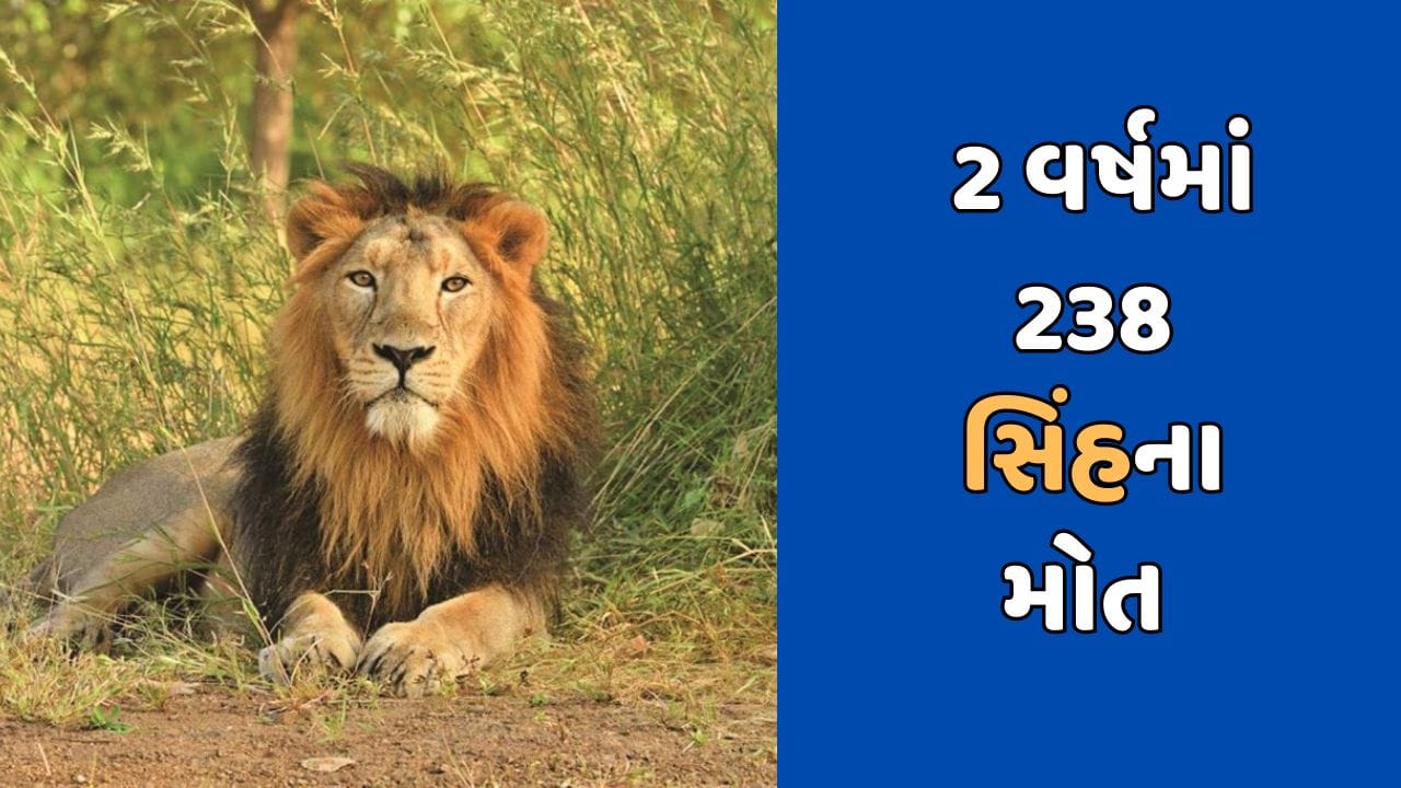 રાજ્યમાં છેલ્લા 2 વર્ષમાં 238 સિંહના મોત થયા, સરકારે વિધાનસભા ગૃહમાં ...
