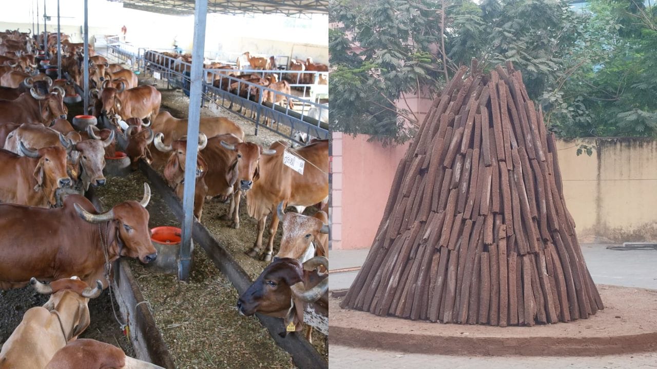 સુરત: હોળીના તહેવારમાં લાખો કિલો લાકડા બચાવવાની અનોખી ઝુંબેશ, ગોબર ...