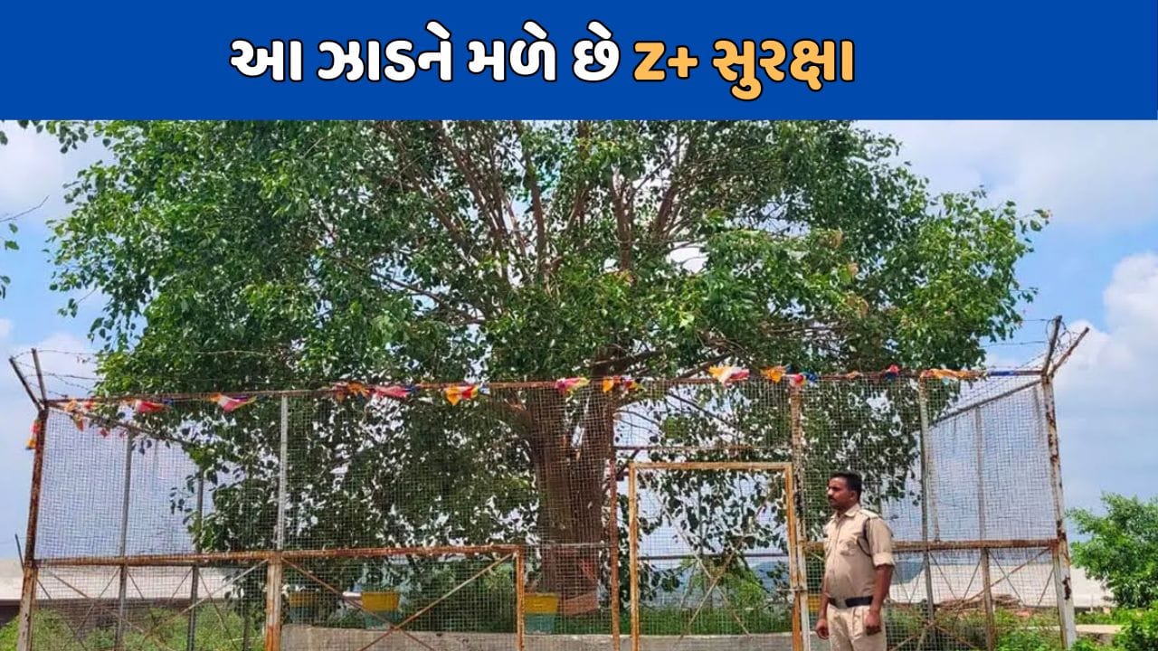 એક એવું ઝાડ જેને મળે છે Z+ સુરક્ષા, જાળવણી પાછળ દર વર્ષે 15 લાખનો ખર્ચ ...