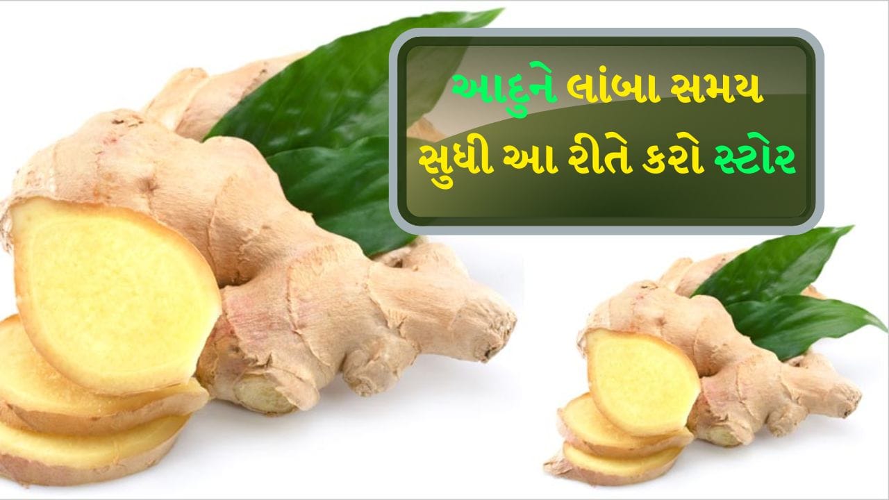 Preserve Ginger : ફ્રિજમાં આદુ રાખવાથી ખરાબ થઇ જાય છે ? આ રીતે સ્ટોર ...