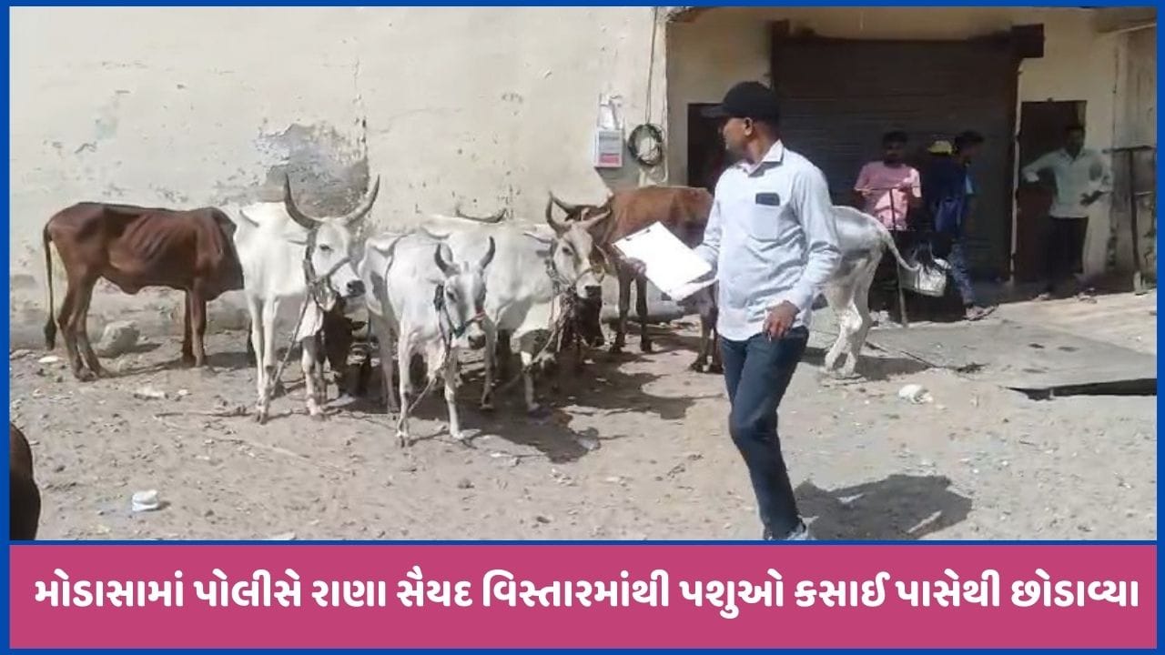 અરવલ્લીઃ મોડાસાના રાણા સૈયદ વિસ્તારમાં પોલીસ કોમ્બિંગ, 100 પશુઓને ...