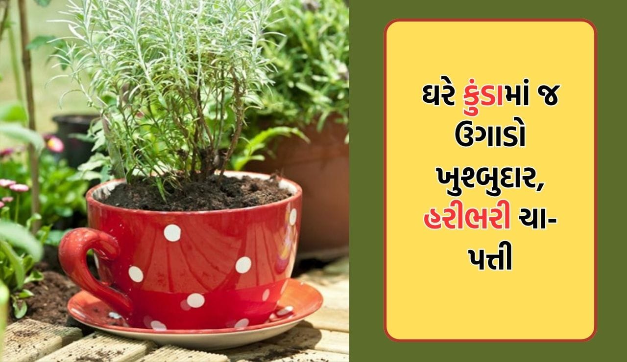 ઘરે કુંડામાં પણ ઉગાડી શકાય છે ચા પત્તીનો છોડ, ફોલો કરો આ સંપૂર્ણ ...