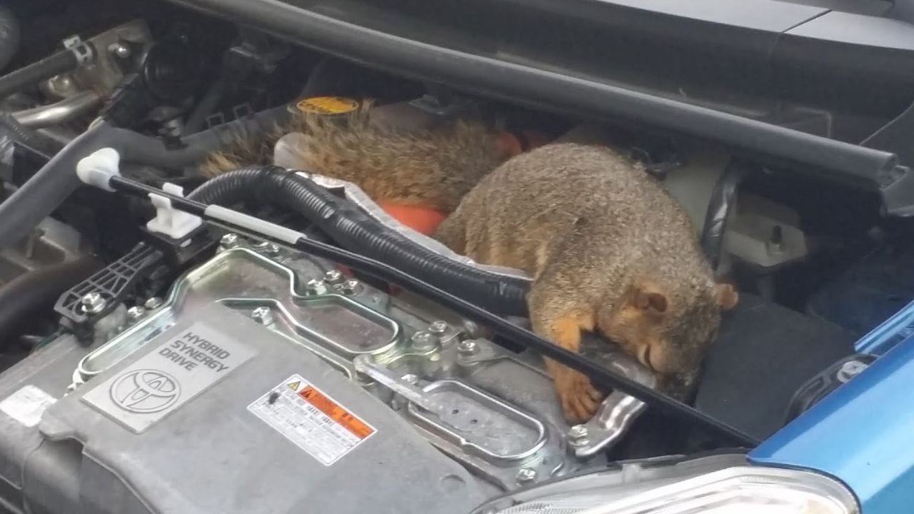 Rats in Car : તમારી કાર બની શકે છે 'ઉંદરોનું ઘર', નુકસાનથી બચવા કરો આ ...