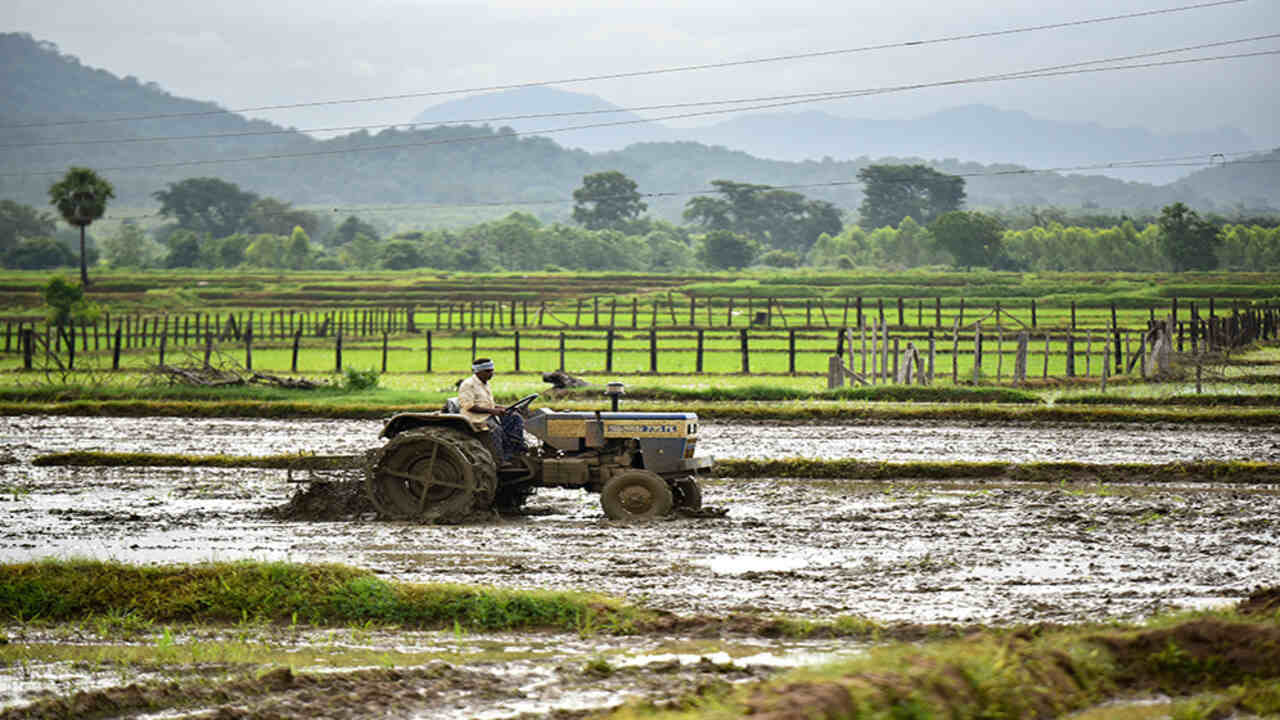 તાપી : ડાંગરની વાવણી બાદ મેઘરાજાના રીસામણાથી પાક નિષ્ફળ જવાની ભીંતિ ...