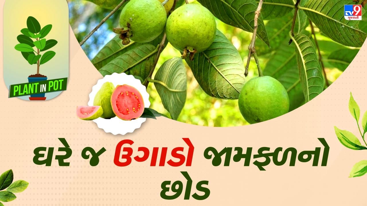Plant In Pot : ફળ જ નહીં પાન ખાવાના પણ છે ફાયદા, ઘરે જ ઉગાડો જામફળનો ...