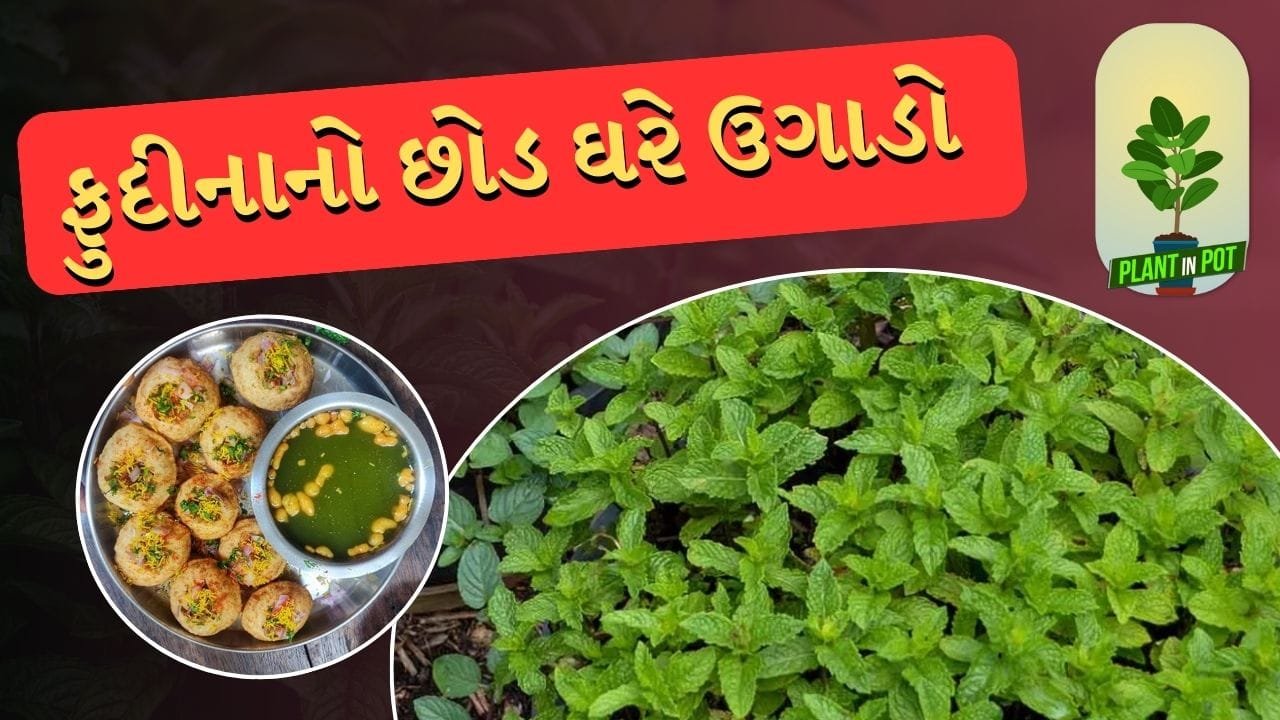 Plant In Pot : સ્વાદિષ્ટ પાણી પુરી, કડક ચા બનાવવા આજે ઘરે કૂંડામાં ...