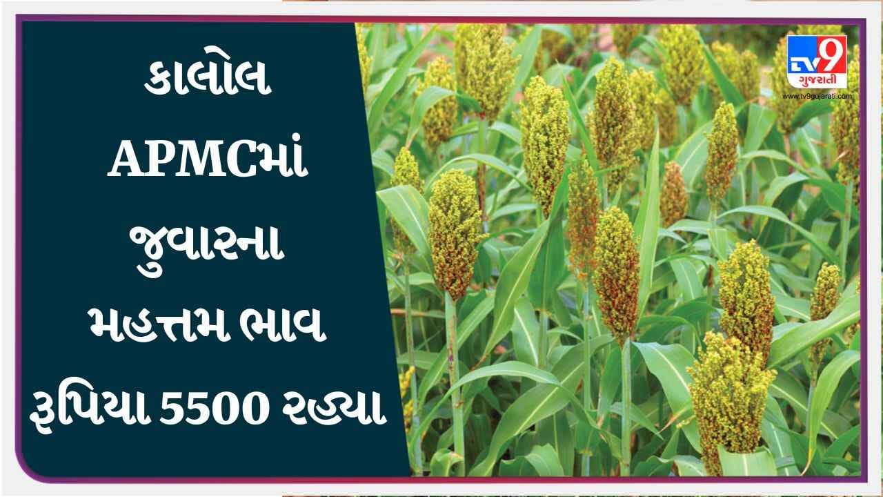કાલોલ APMCમાં જુવારના મહત્તમ ભાવ રૂપિયા 5500 રહ્યા, જાણો જુદા-જુદા પાકના ભાવ - Gujarati News ...