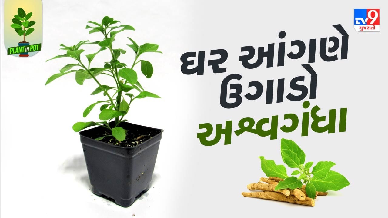 Plant In pot : અનેક રોગોનો રામબાણ ઈલાજ એવા અશ્વગંધાના છોડને ઘરે જ ઉગાડો ...