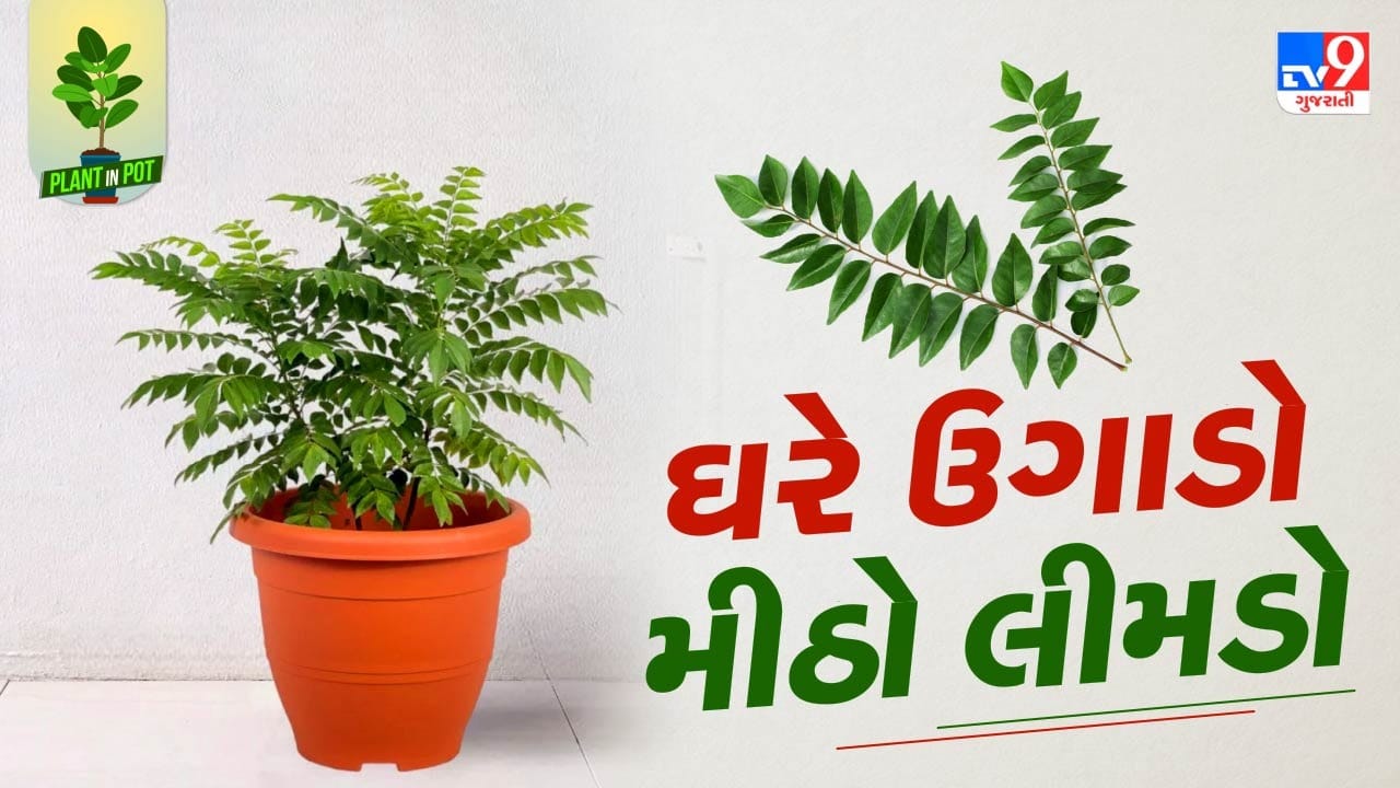 Plant In Pot : હજારો ઔષધિય ગુણધરાવતો અને ભોજનનો સ્વાદ વધારતા મીઠા ...