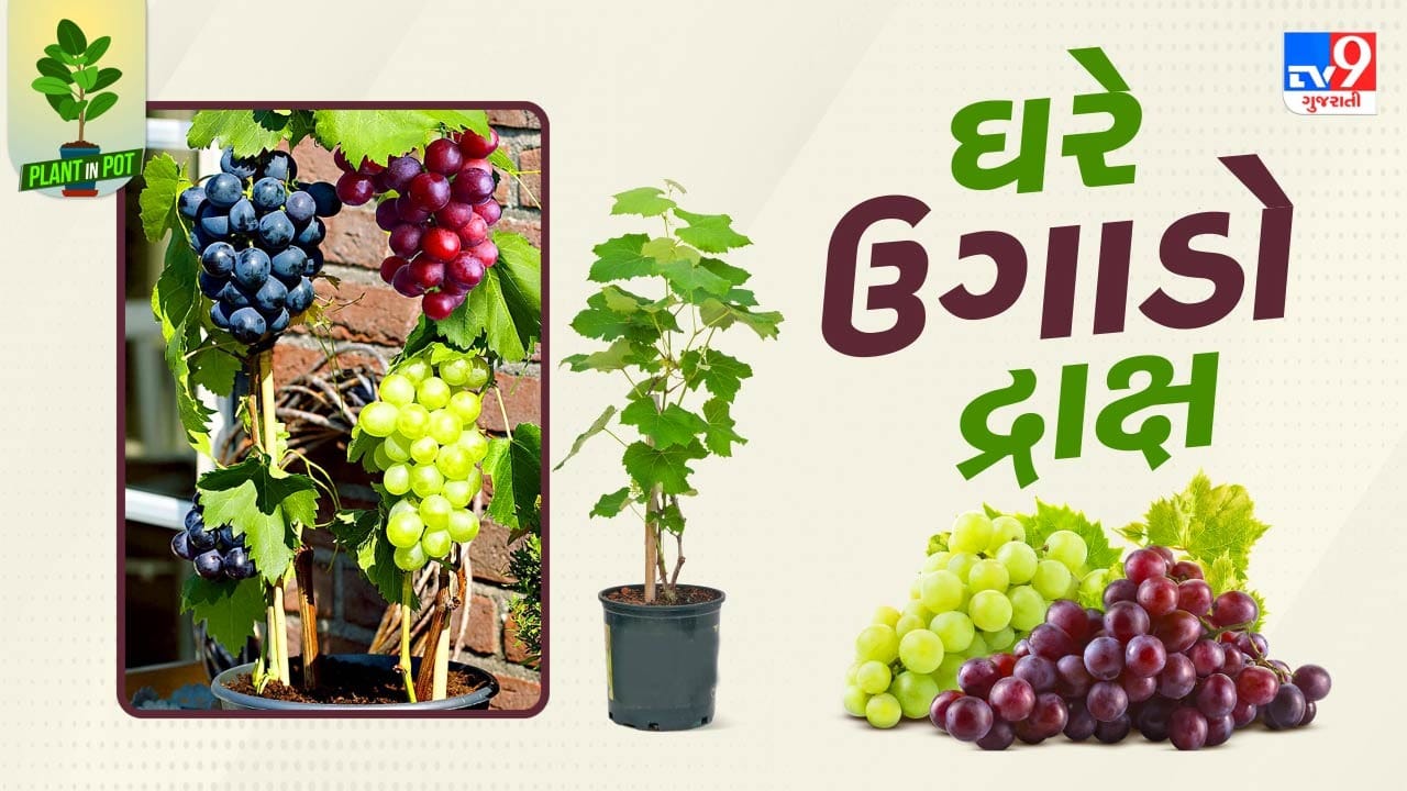 Plant In Pot : ઘરે કિચન ગાર્ડનમાં ઉગાડો દ્રાક્ષ, અપનાવો આ સરળ ટીપ્સ ...