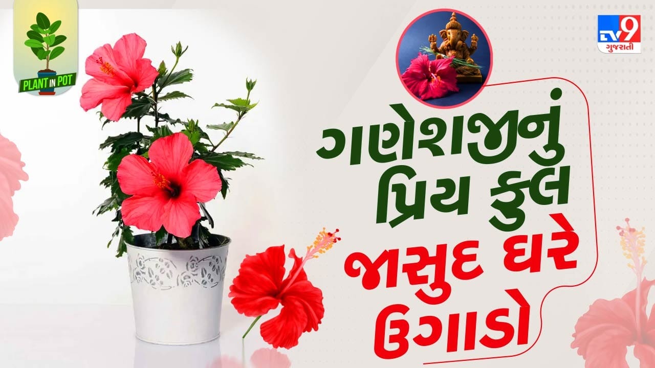 Plant In Pot : ભગવાન ગણેશજીનું પ્રિયફુલ એવા જાસુદના છોડને ઘરે ઉગાડો ...