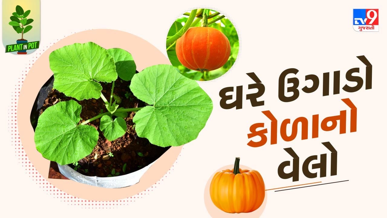 Plant In Pot : કોળાને ઘરે ઉગાડવા માટે અપનાવો આ સરળ ટીપ્સ, જુઓ તસવીરો ...