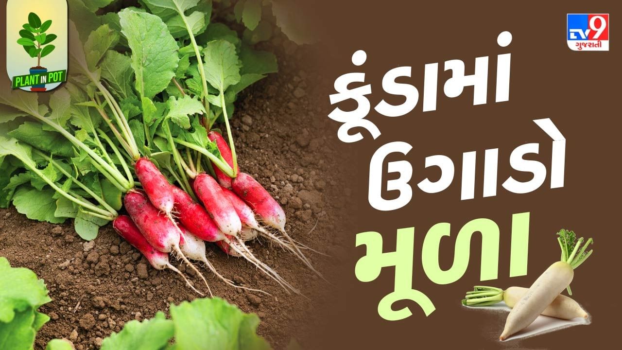 Plant In Pot : સલાડથી લઈને પરોઠા સુધીની સ્વાદિષ્ટ વાનગી બનાવવા આજે જ ...