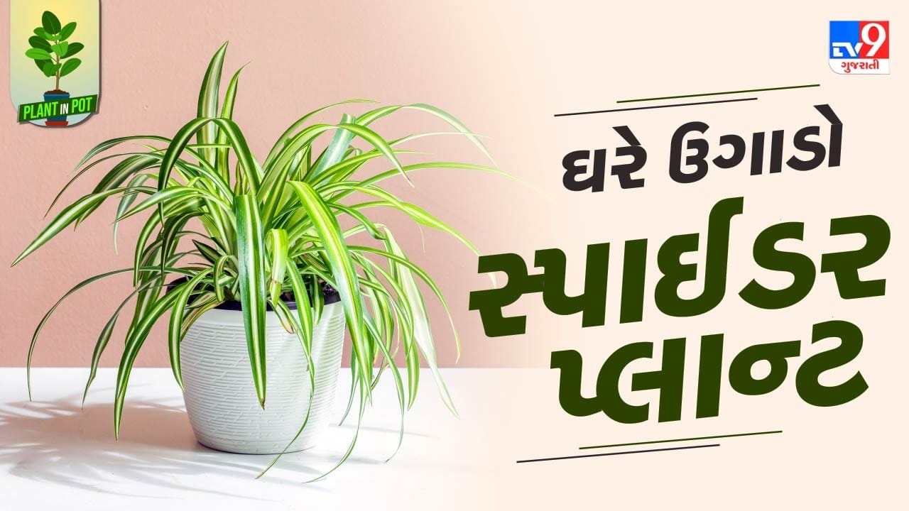 Plant In Pot : ઘરમાં જ ઉગાડો સ્પાઈડર પ્લાન્ટ , હવા શુદ્ધ રાખવામાં કરશે ...