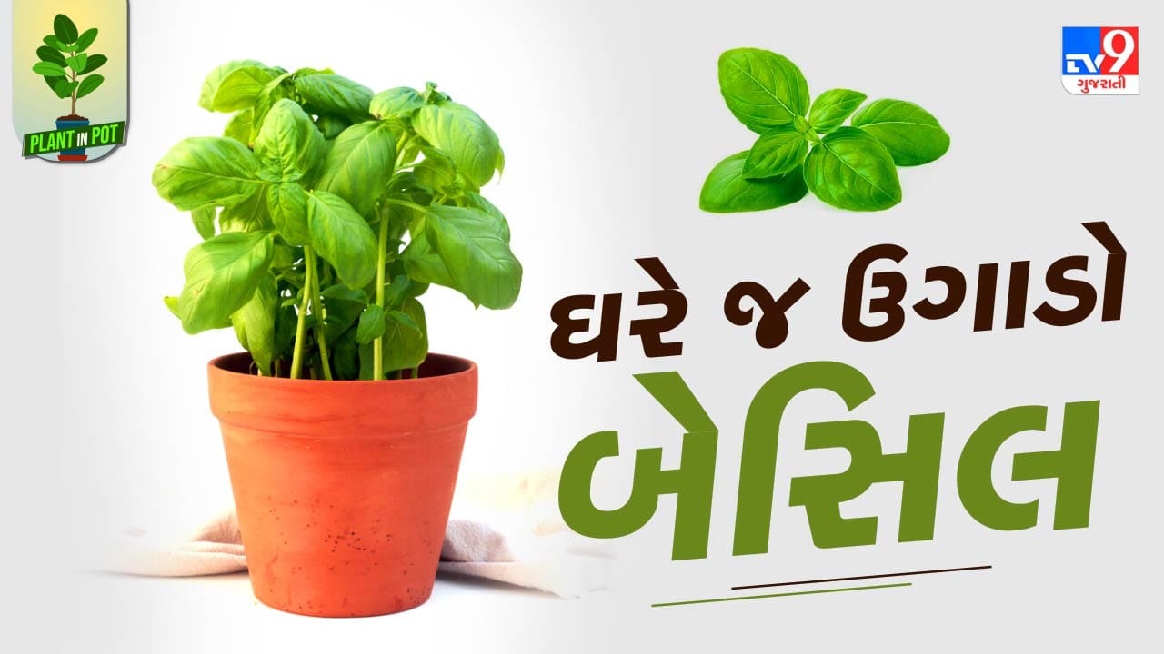 Plant In Pot : પિત્ઝા ટોપિંગમાં ઉપયોગમાં લેવામાં આવતા બેસિલને ઘરે જ ...