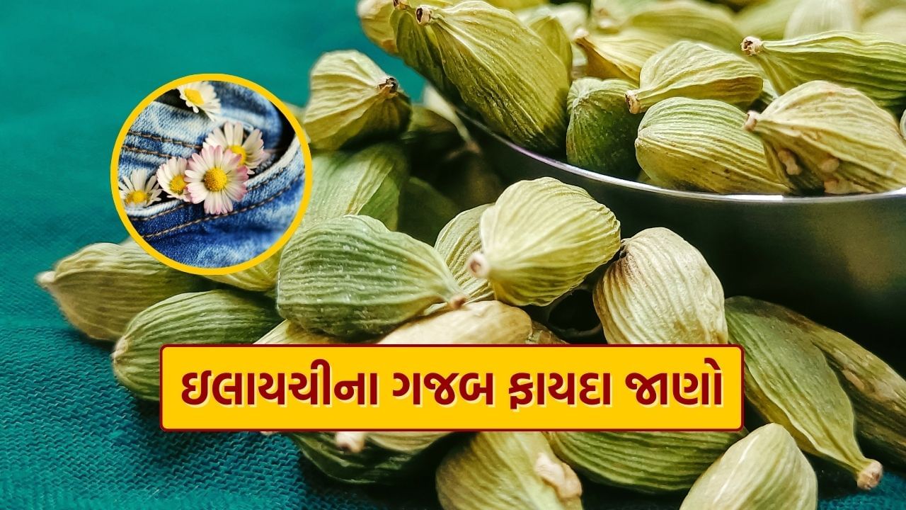 Elaichi Benefits : ખિસ્સામાં ઇલાયચી રાખવાના છે ગજબ ફાયદા, જાણી ને ચોંકી ...