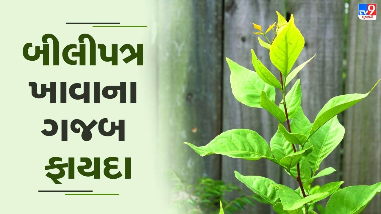 Bili Patra Benefits : સવારે ખાલી પેટ બીલીપત્ર ખાવાના છે અનેક ફાયદા, આ ...