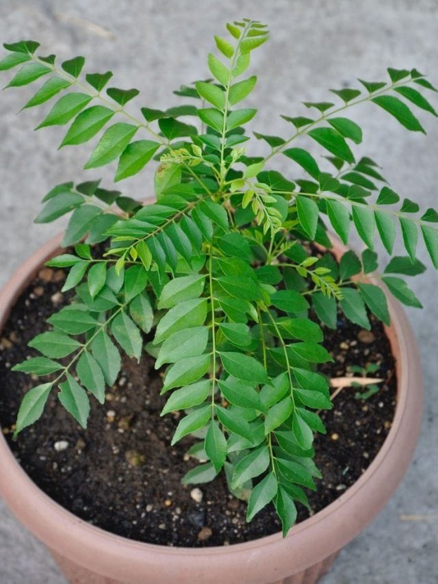 Plant in pot : મીઠા લીમડાના છોડમાં નાખો આ ખાસ વસ્તુ, લીલોછમ રહેશે છોડ ...