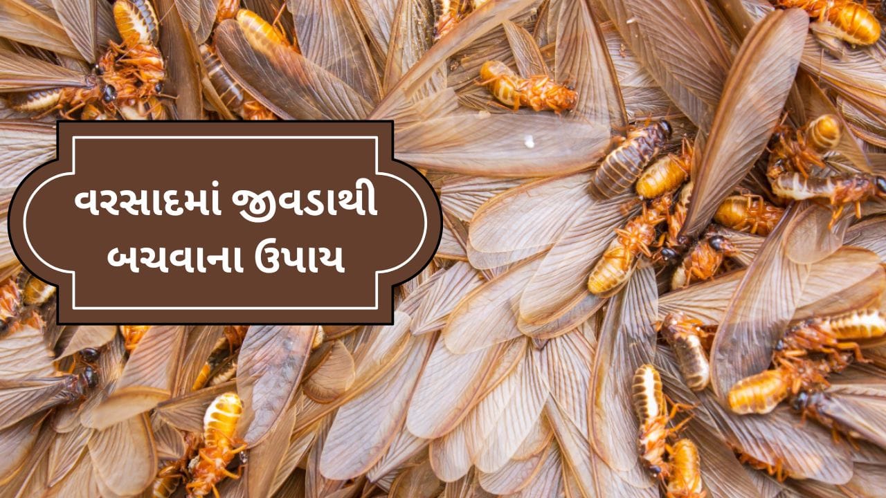 વરસાદની સીઝનમાં ઘરમાં આવતી જીવાતથી બચવા માટે ઉપયોગ આ સ્પ્રે, તુરંત ભાગી ...