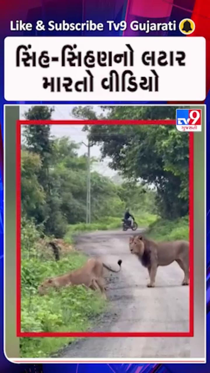 સિંહ યુગલને જોવા લોકોએ થોભાવ્યા વાહનો | Lion and lioness spotted in Gir ...