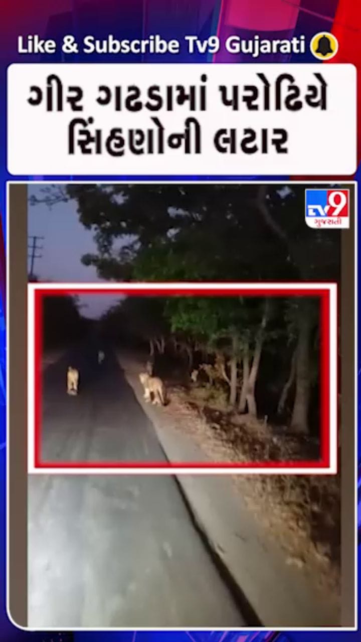 એક સાથે ચાર સિંહણ આવી રસ્તા પર | Another video of lionesses roaming ...