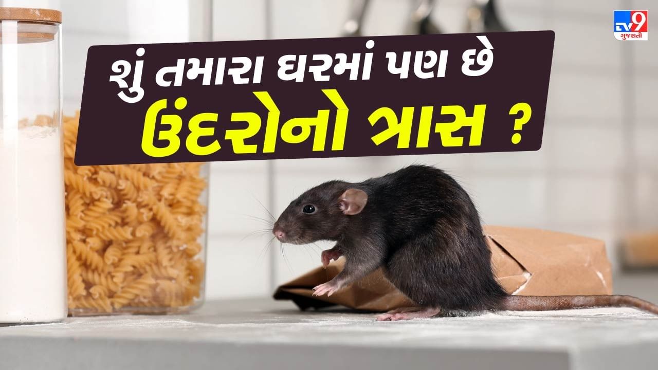 શું તમારા ઘરમાં પણ છે ઉંદરોનો ત્રાસ, તો આ રીતે માર્યા વગર ભગાડો ...