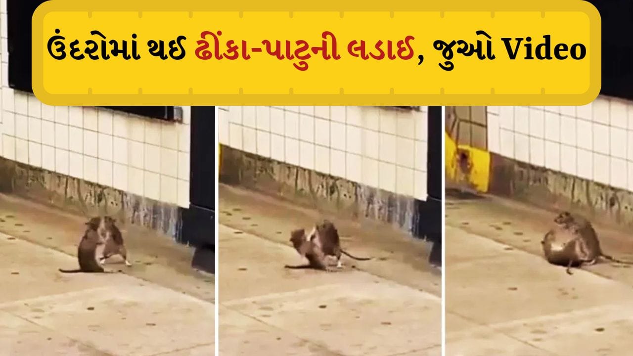 Funny Viral Video: બે ઉંદરો વચ્ચે થઈ લાતો અને ઢીંકા-પાટુની લડાઈ ...