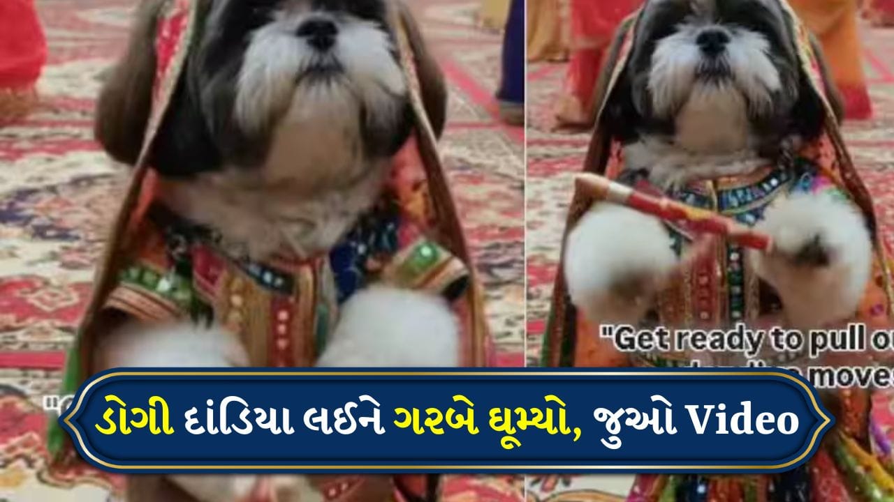 ડોગીએ લીધા દાંડિયા, ઘાઘરા-ચોલી પહેરીને ગરબા કરવાનું ચાલુ કર્યું, વીડિયો ...
