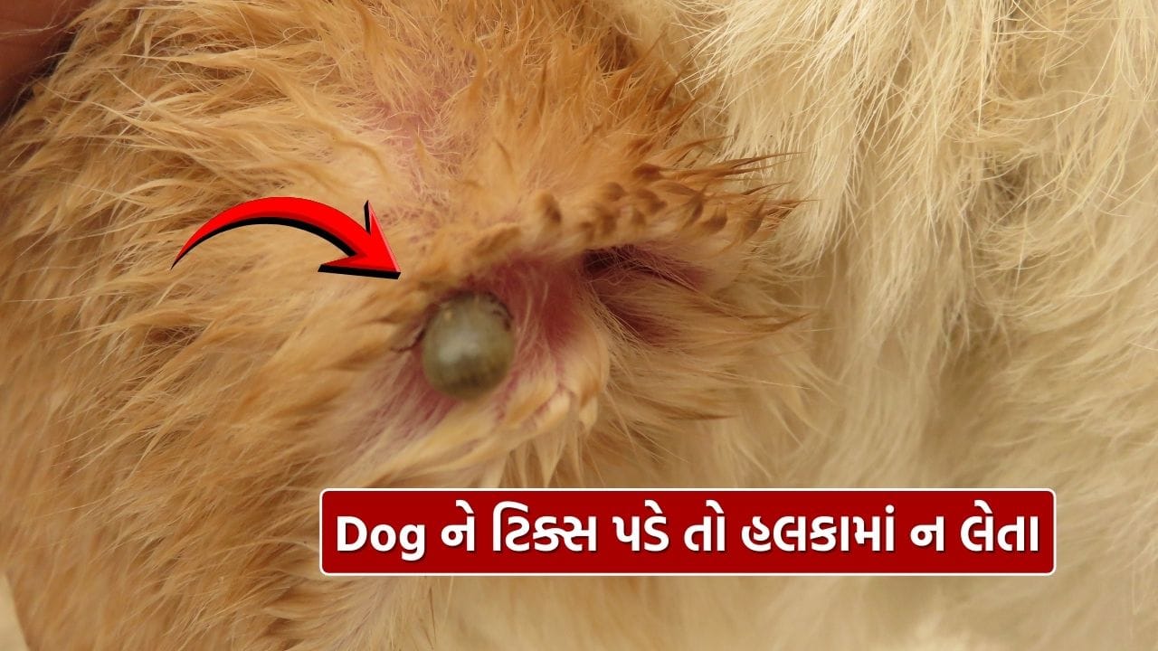તમારા Pet Dog ના શરીર પર દેખાતા ટિક્સ કેવી રીતે દૂર કરવા ? જાણી લો ...