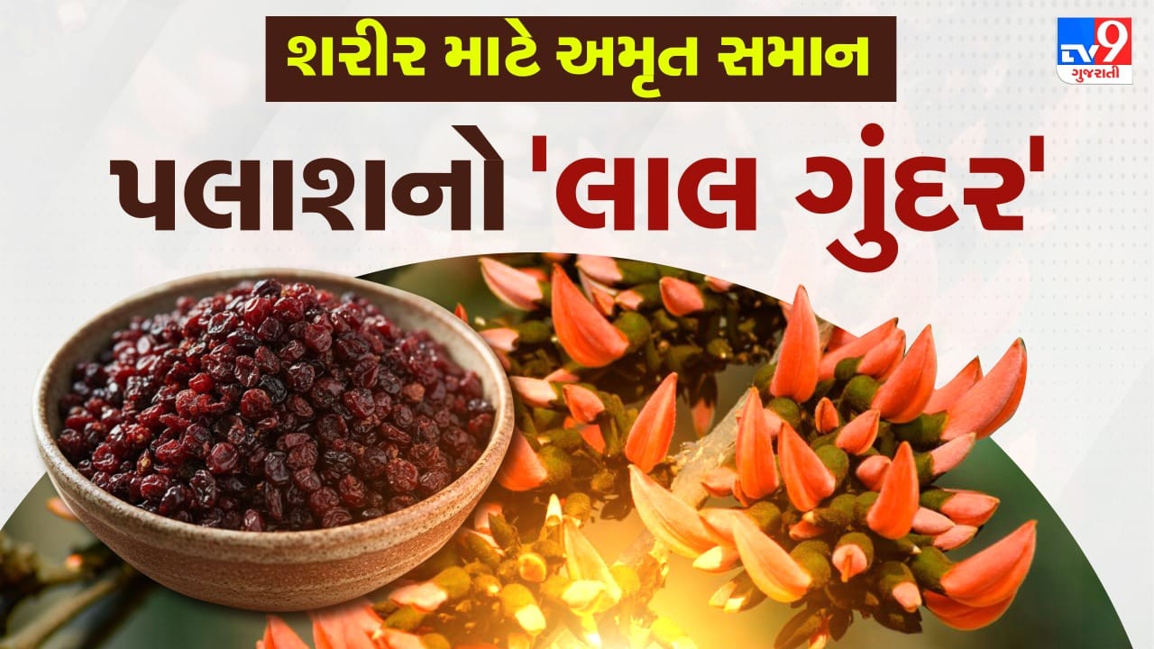 પલાશના ઝાડમાંથી નીકળતો લાલ ગુંદર, શરીર અને સ્વાસ્થ્ય માટે તેના ...