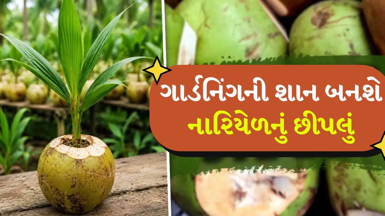 નારિયેળના છીપલા ફક્ત કચરો નથી... તે બાગકામ માટેનો એક ખજાનો છે! આ રીતે ...