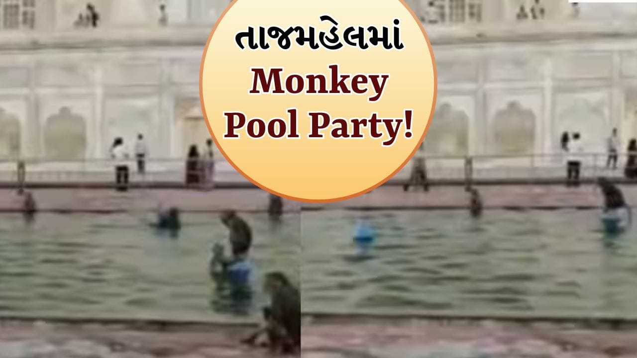 તાજમહેલમાં કપિરાજની 'પૂલ પાર્ટી', ફુવારાઓ સ્વિમિંગ પુલમાં ફેરવાયા ...